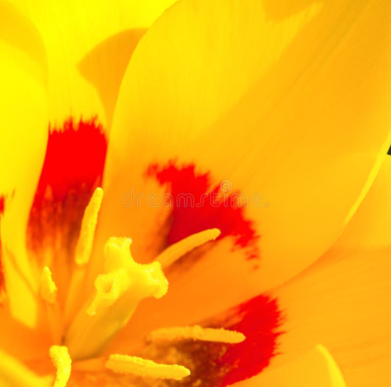 Yellow tulip close up stock image. Image of macro, close - 39413811