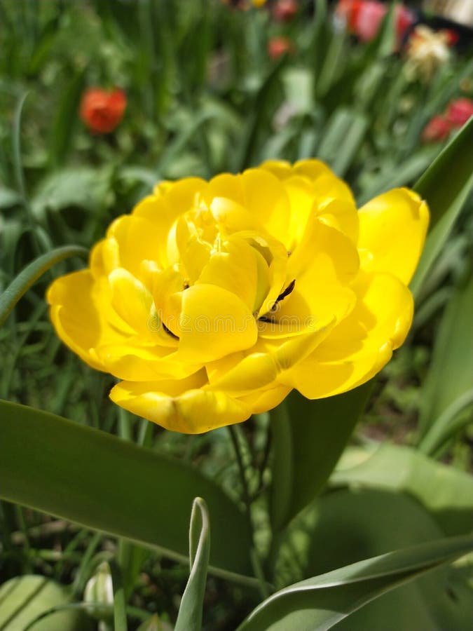 Yellow tulip flower stock image. Image of yellow, naturel - 315746433