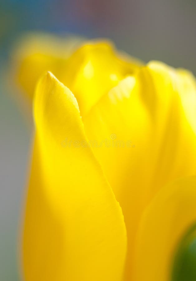 Yellow tulip flower stock image. Image of background - 178711443