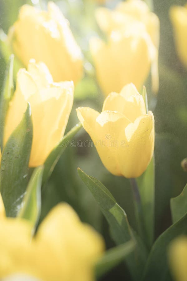Yellow Tulip Flower in Close Up Stock Photo - Image of field, growth ...