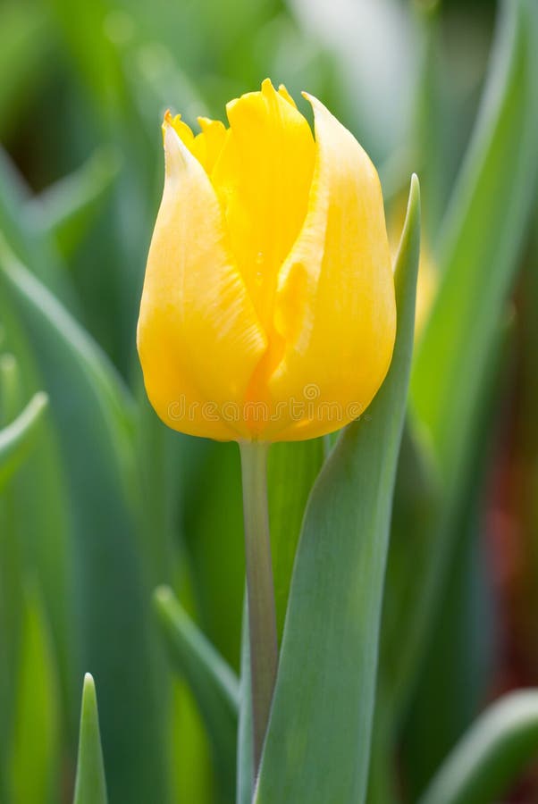 Yellow Tulip Flower. stock photo. Image of foliage, beautiful - 35700562