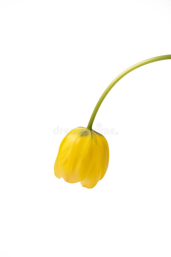 A Yellow Tulip Flower Facing Down on a White Background. Spring Minimal ...