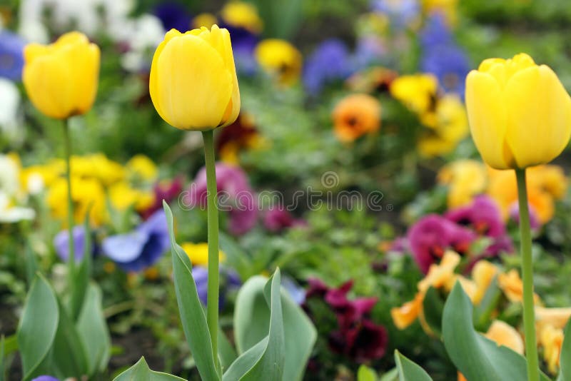 Yellow Tulip Garden in Spring Stock Photo - Image of beautiful, space ...