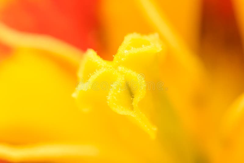 Yellow Tulip Flower Inside stock photo. Image of flower - 52593330