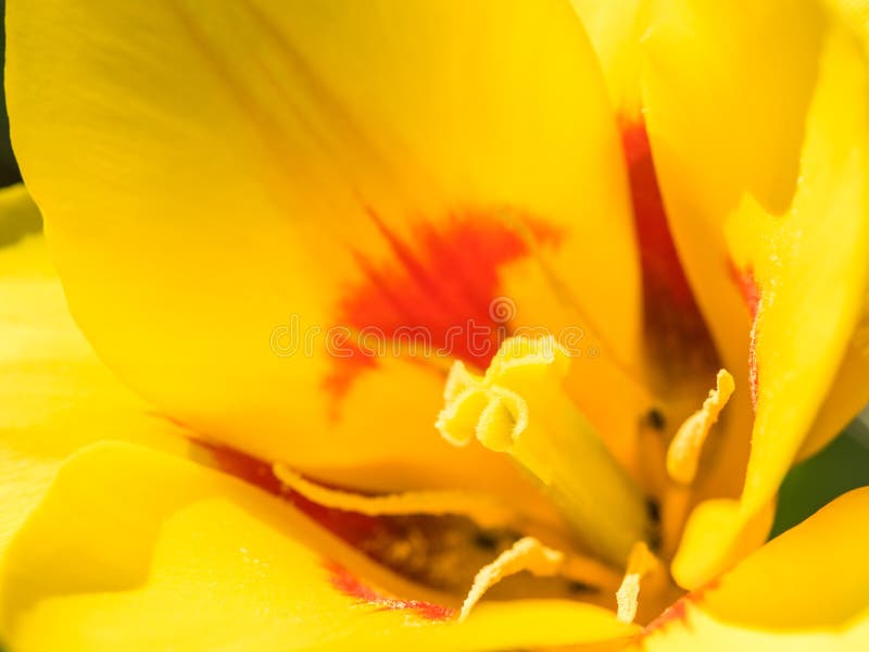 Yellow Tulip Flower Inside stock image. Image of orange - 52593585
