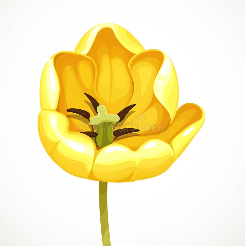 Yellow Tulip Flower As Open As Possible Getting Ready To Bloom Top View ...