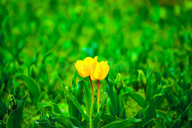 Yellow Tulip Flower in Spring Stock Photo - Image of flowers, flower ...