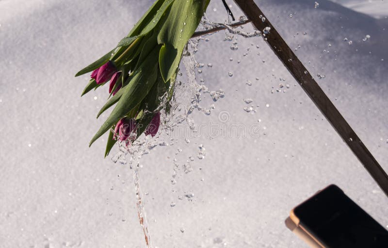 Pink Tulip Flower with Water Splash on Snow Stock Image - Image of ...
