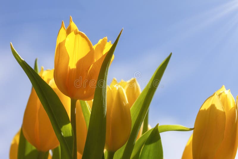 Yellow Tulip Flowers on a Blue Sky Background Stock Photo - Image of ...