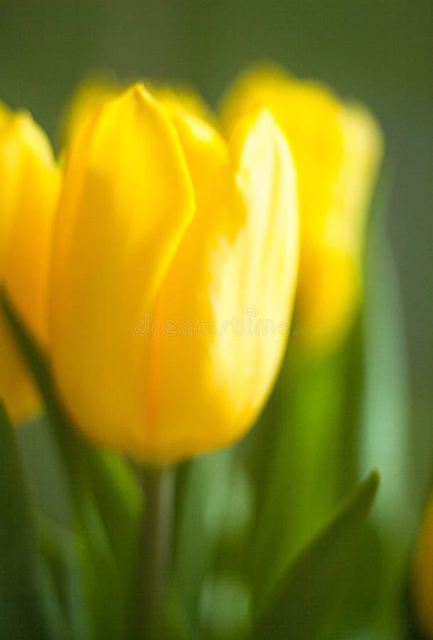 Yellow tulip flowers stock image. Image of horticulture - 183816017