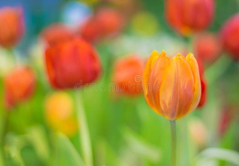 Yellow Tulip Flowers of Love Romantic Stock Photo - Image of green ...