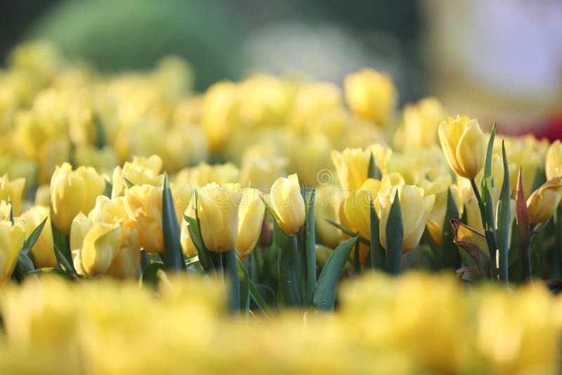 Yellow Tulip Flowers in Sunset Stock Photo - Image of pink, green ...