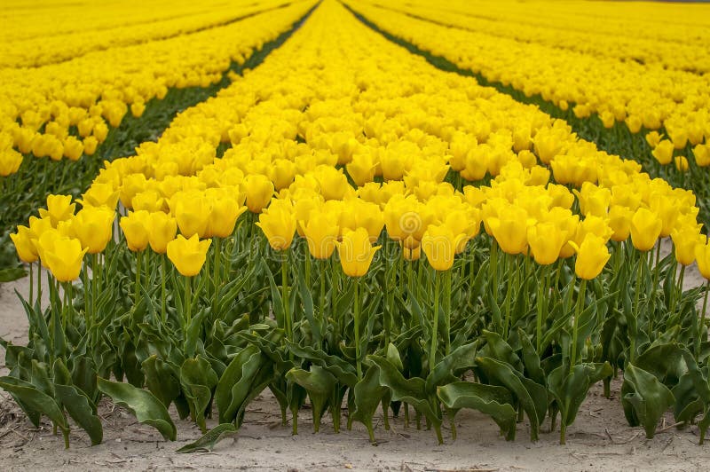 Yellow tulip front stock photo. Image of rising, holland - 42361758