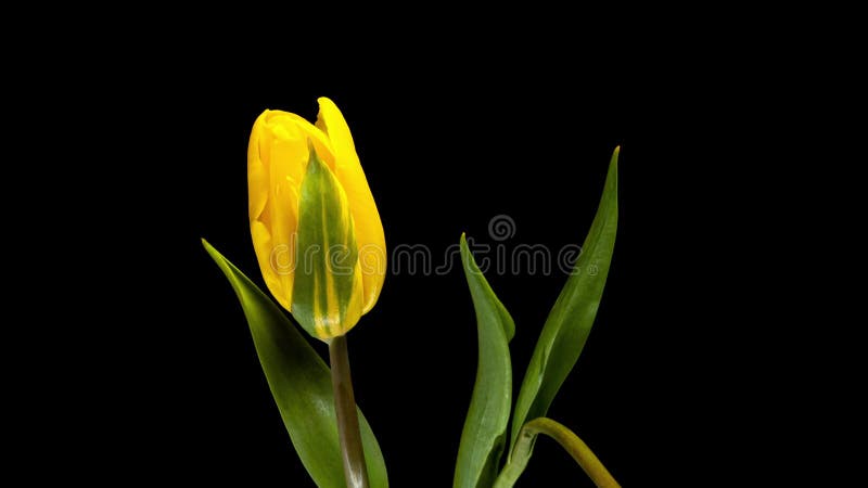 Contrast Time Stock Footage & Videos - 4,457 Stock Videos