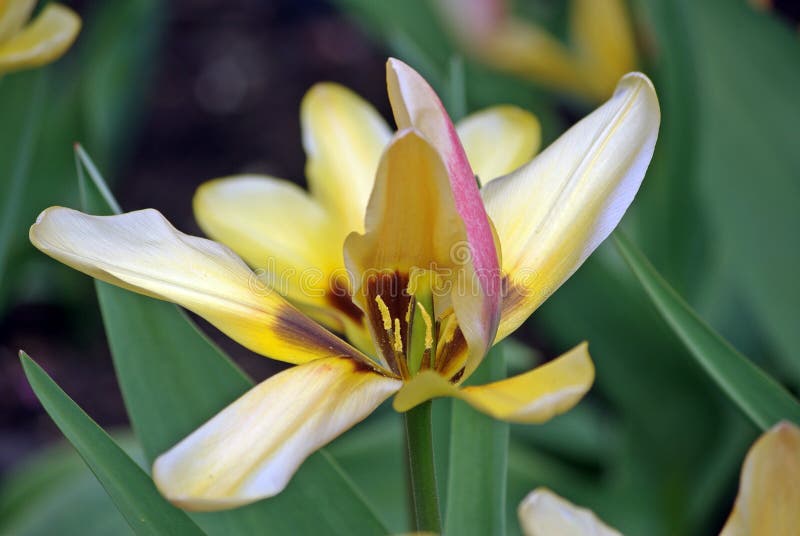 Yellow tulip fully open stock image. Image of colors - 53039929