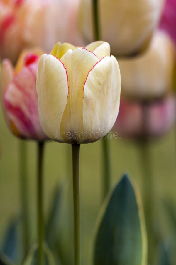 Yellow tulip stock photo. Image of color, season, plant - 82694234