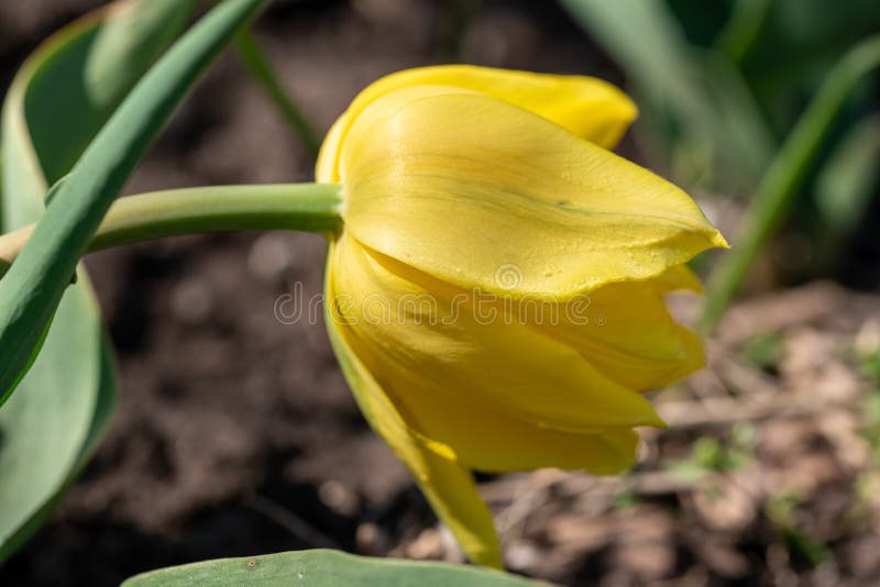 Yellow tulip in the garden stock photo. Image of food - 232762008