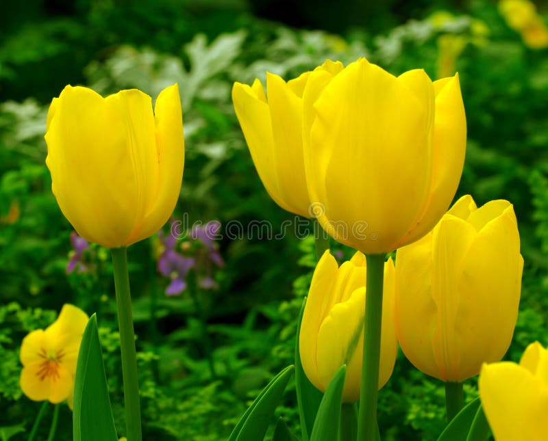 Yellow Tulip Garden in Spring Stock Photo - Image of beautiful, space ...