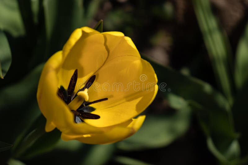 One yellow tulip stock photo. Image of yellow, perfect - 148065384