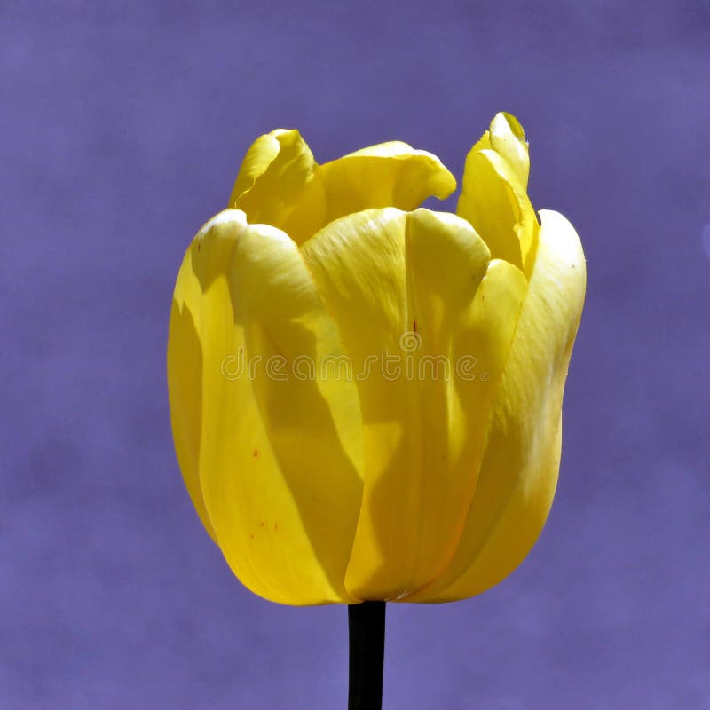 Toronto Tulip stock image. Image of bulb, gardens, gold - 88600835