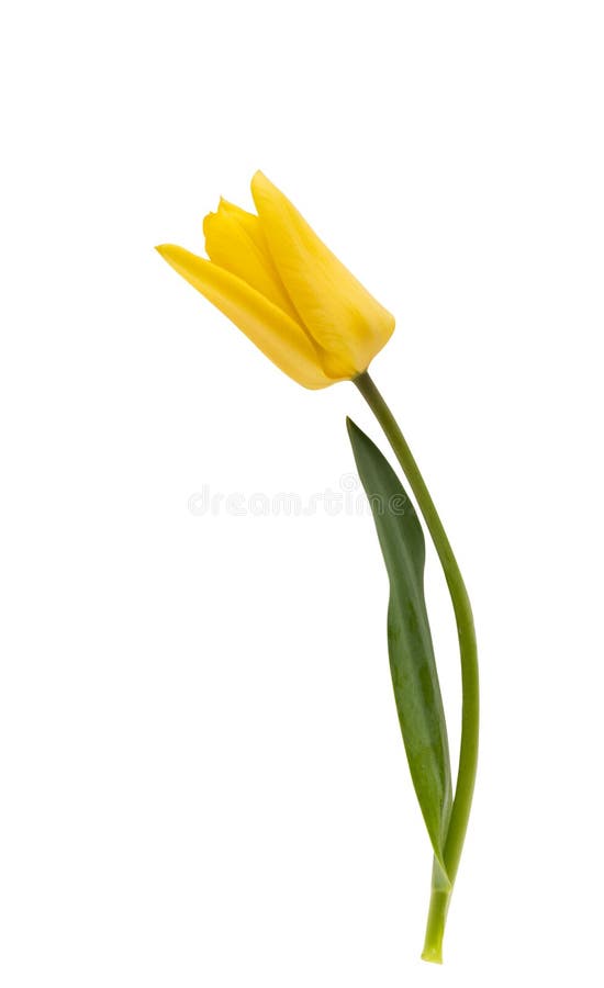 Yellow tulip isolated stock photo. Image of botany, isolated - 217203098