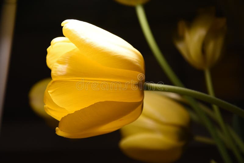 Yellow tulip stock image. Image of foliage, border, copyspace - 94859463