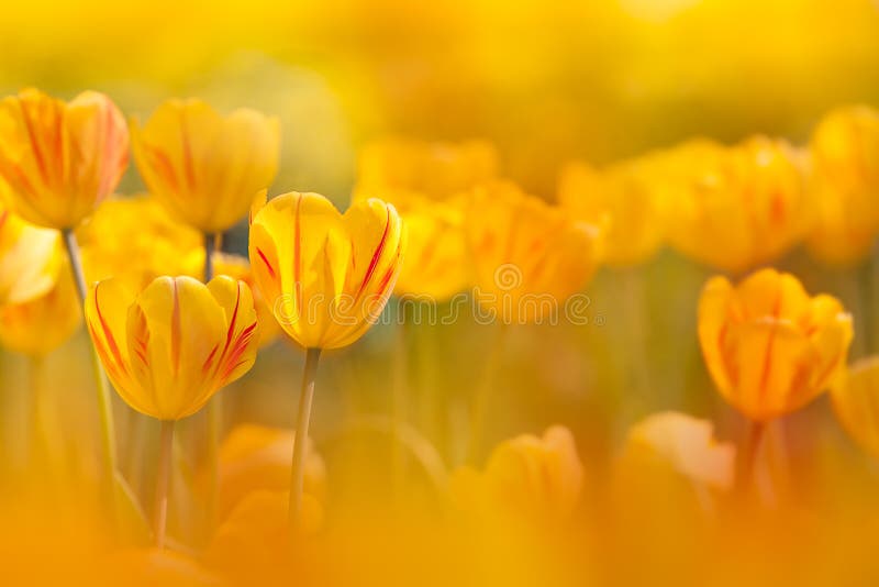 Yellow Tulip with Nice Light Yellow Background Stock Photo - Image of ...