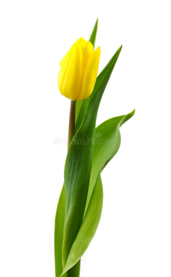 Yellow tulip. stock image. Image of flower, vertical - 30442529