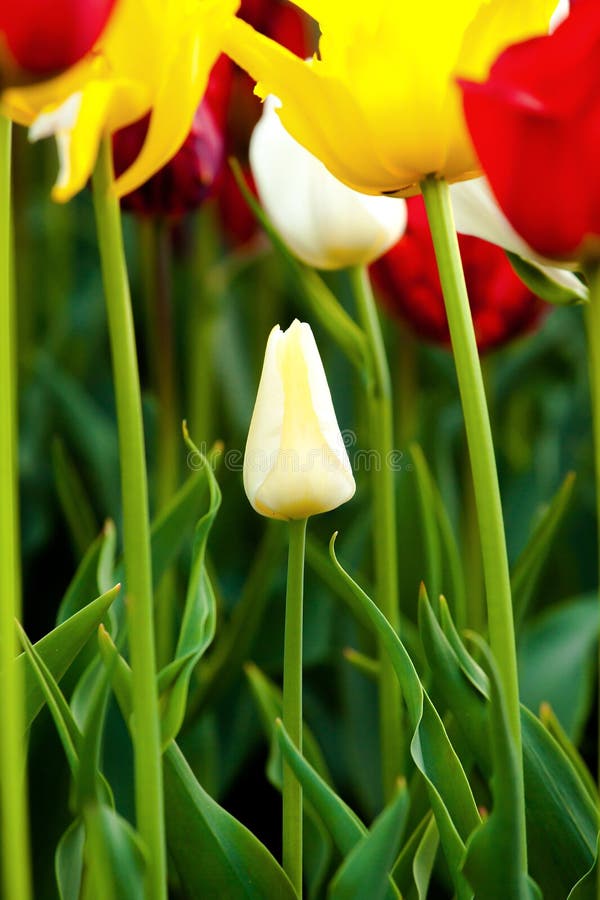 Yellow tulip stock photo. Image of closeup, nature, blossom - 95770814