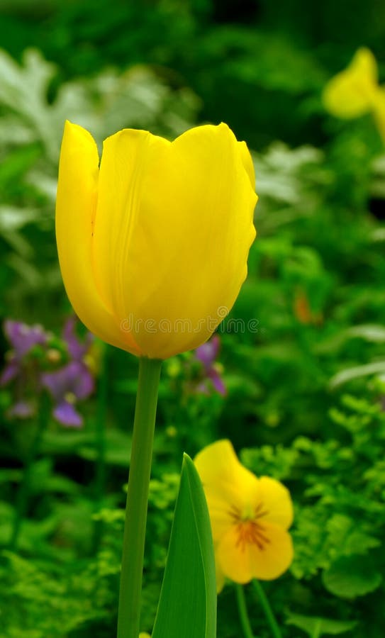 Yellow Tulip Garden in Spring Stock Photo - Image of beautiful, space ...