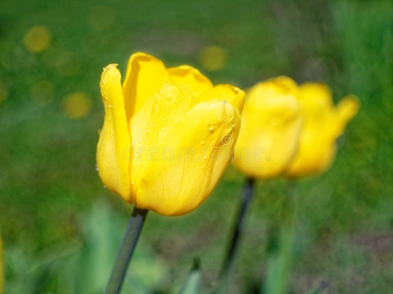 Yellow Tulip in the Spring at the Dacha Stock Photo - Image of holland ...