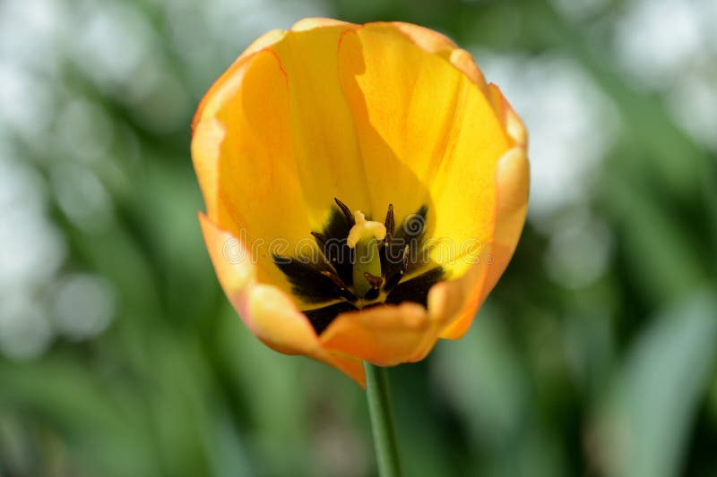 Yellow Tulip in the Spring Garden on a Bright Day Stock Photo - Image ...