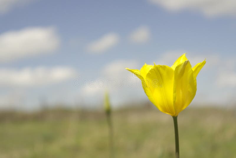 Yellow tulip at spring. stock image. Image of grass - 116517399