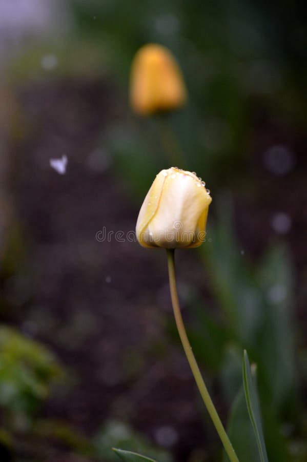 Yellow Tulip in Spring with Snow Stock Photo - Image of spring, blossom ...