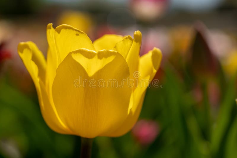 Red Tulip Stands Out Amidst White Tulips in a Field Stock Photo - Image ...