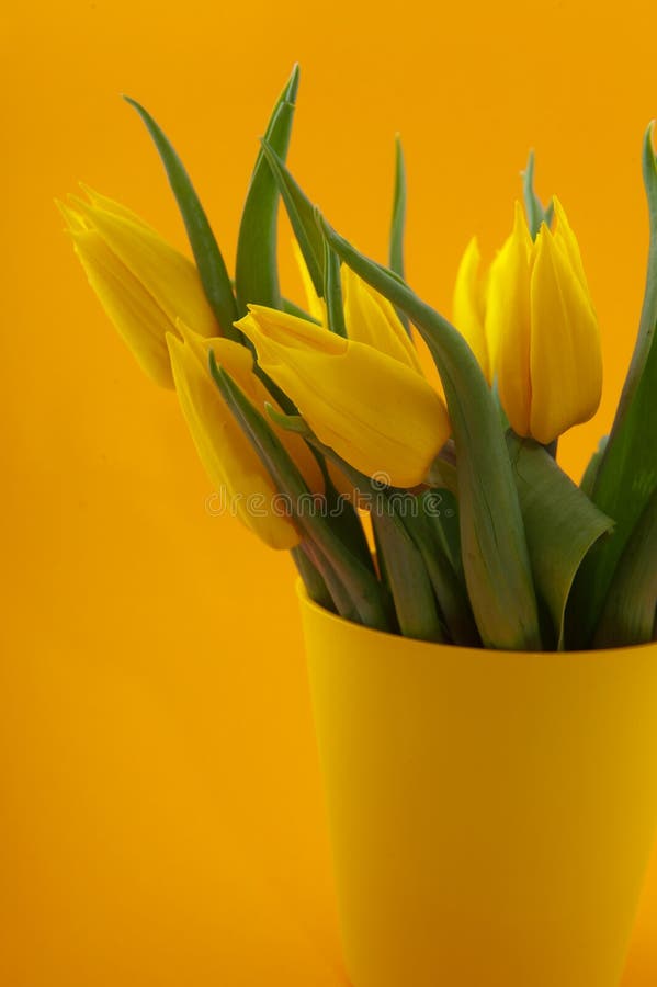 Yellow tulips stock image. Image of flowers, tone, nature - 11713211