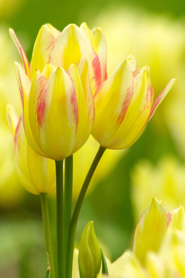 Yellow tulips stock photo. Image of delicate, color, gentle - 12000514