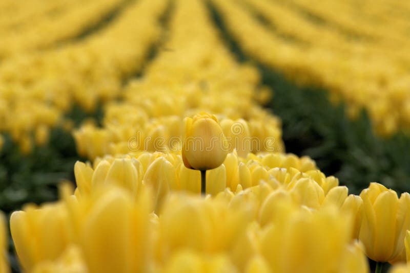 Yellow Tulips stock photo. Image of love, tulips, artistic - 12183132