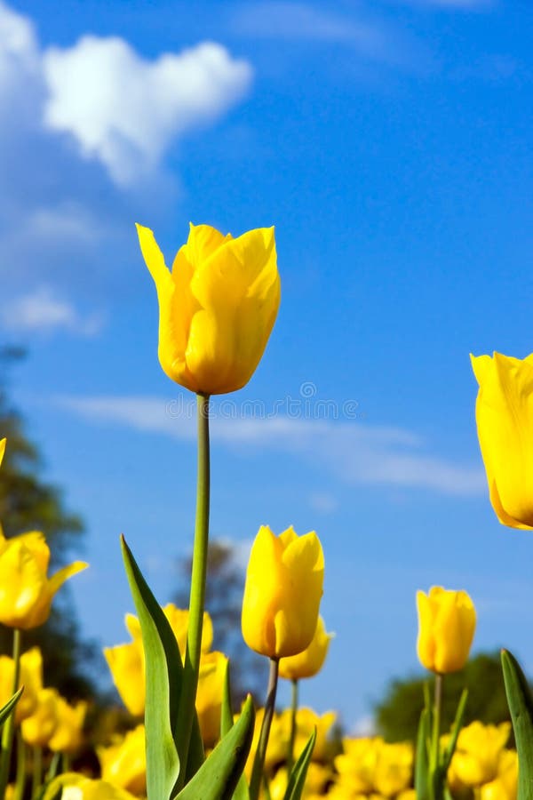 Spring Tulips in Bloom stock photo. Image of vibrant - 23903826