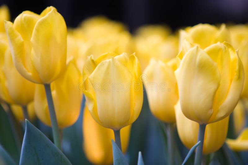 Yellow Tulips stock photo. Image of seasonal, stem, spring - 24387898