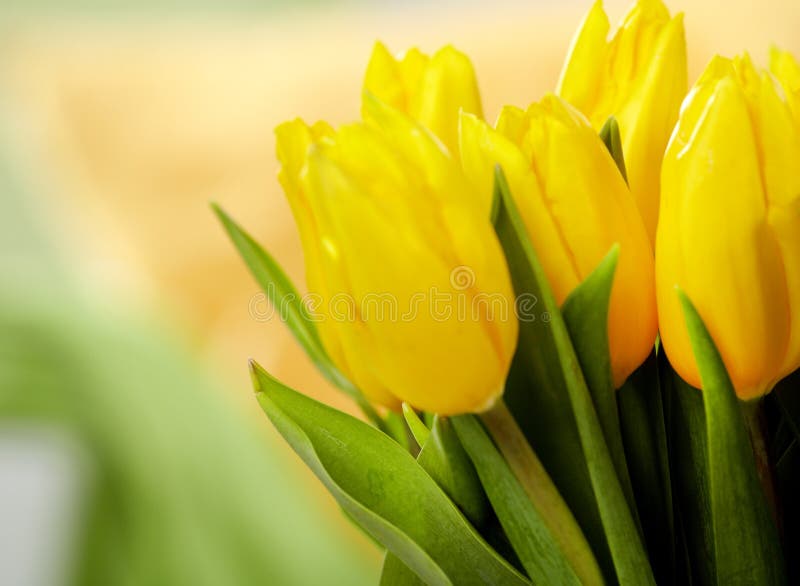 Yellow tulips stock photo. Image of collour, dutch, green - 12995750
