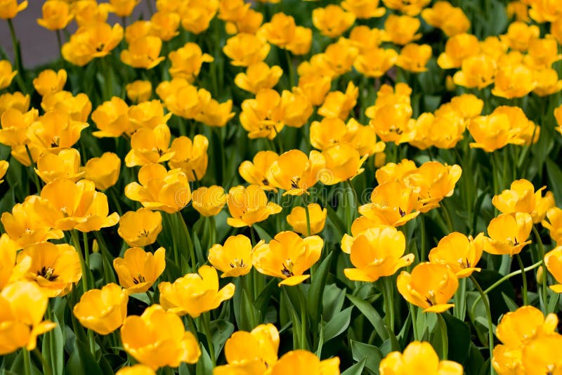 Yellow tulips stock image. Image of horizontal, sunlight - 14265189