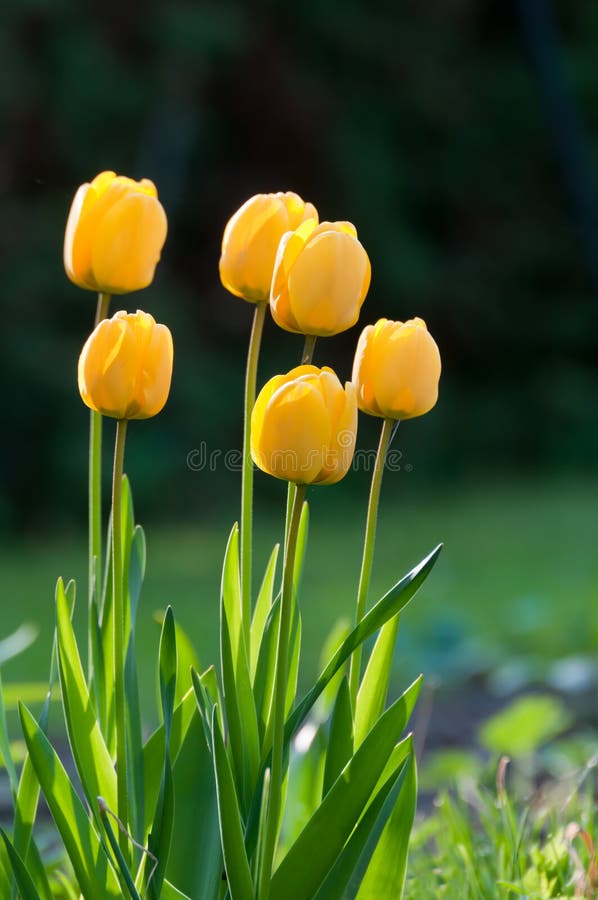 Yellow Tulips stock photo. Image of dutch, bright, agriculture - 17697032
