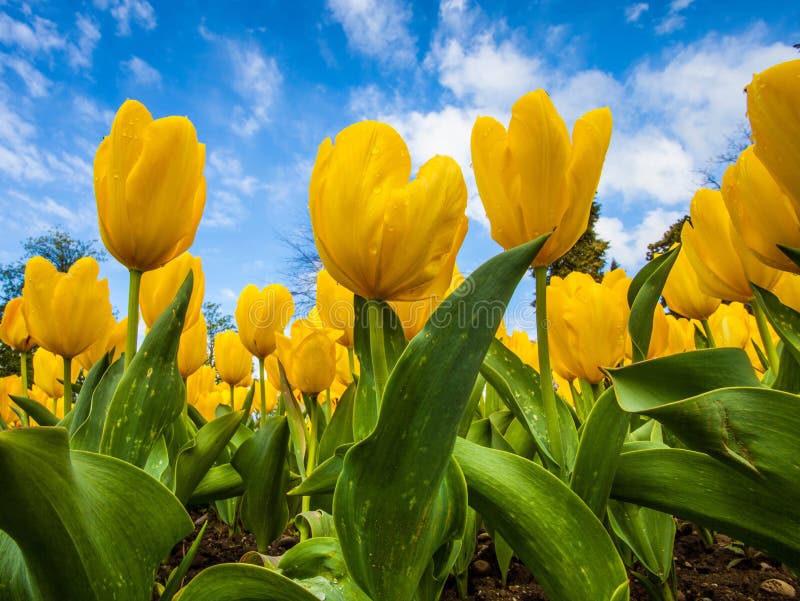 Yellow Tulips stock photo. Image of seasonal, stem, spring - 24387898