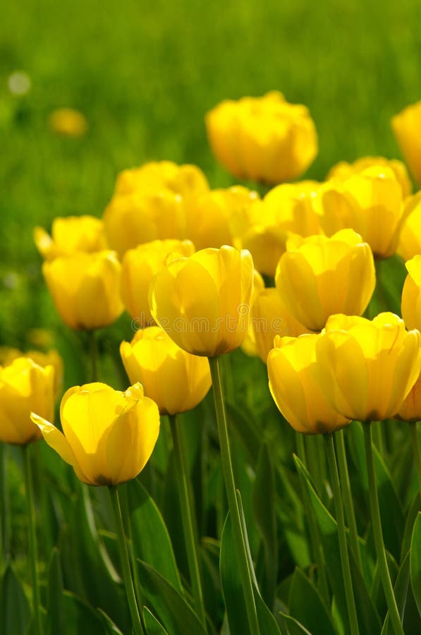 Yellow tulips stock image. Image of nature, close, holiday - 4173843