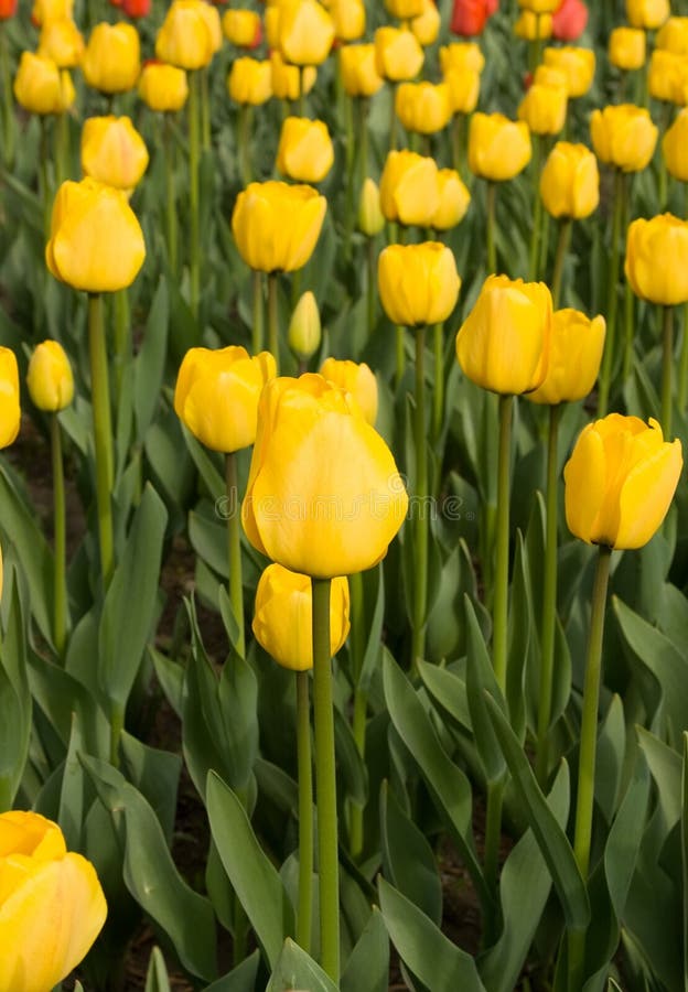 Yellow tulips stock photo. Image of floral, rural, formal - 4882774