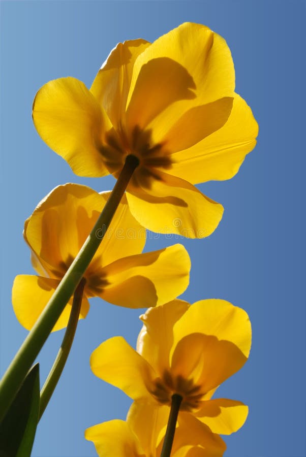Yellow tulips stock photo. Image of tulips, bloom, beginning - 5427222