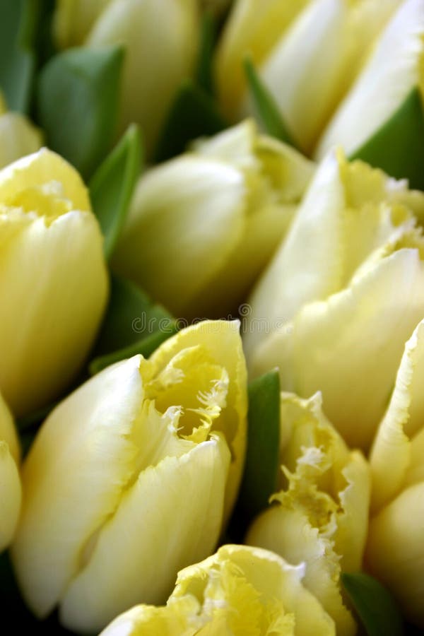 Yellow tulips stock photo. Image of plant, pretty, beauty - 808186