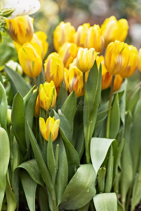 Yellow Tulips Blooms in the Garden in April Stock Image - Image of ...