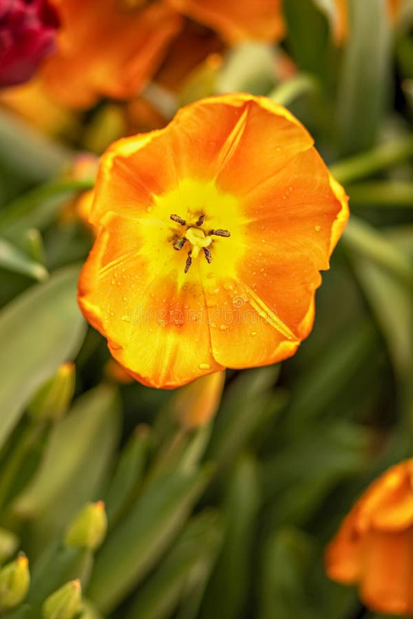 Yellow Tulips Blooms in the Garden in April Stock Image - Image of ...